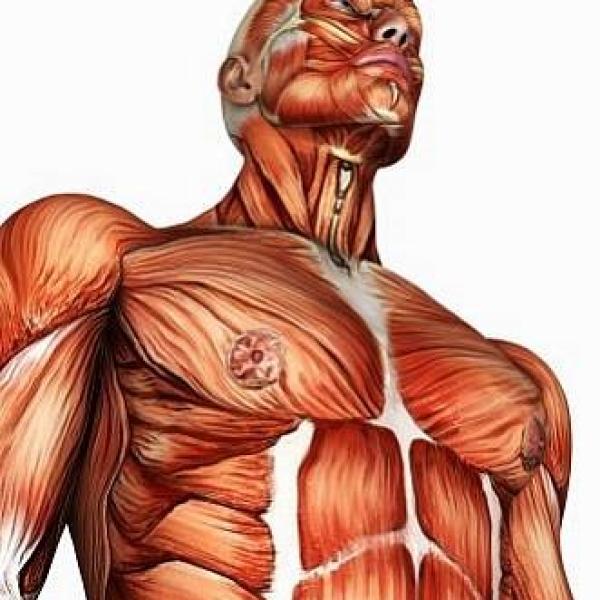 Musculos Do Corpo Humano Human Muscular System Stock Illustration